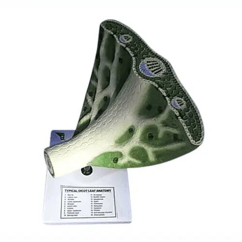 Botany Models | Lab Equipment | Lab Consumables | Science Equip ...