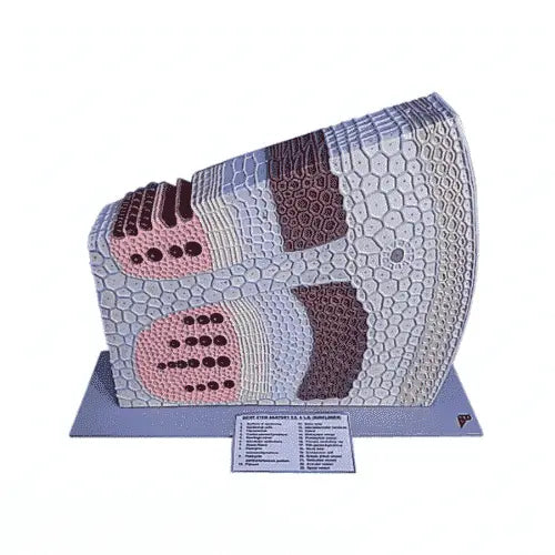 Botany Models | Lab Equipment | Lab Consumables | Science Equip ...