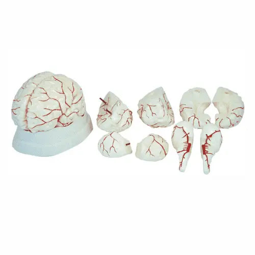 Human Biology Models | Lab Equipment | Consumables | Science Equip AU