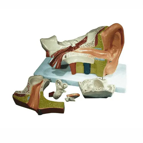 Human Biology Models | Lab Equipment | Consumables | Science Equip AU