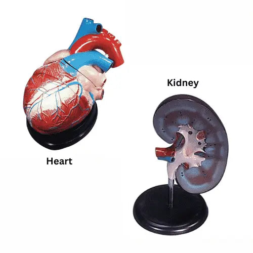 Human Biology Models | Lab Equipment | Consumables | Science Equip AU