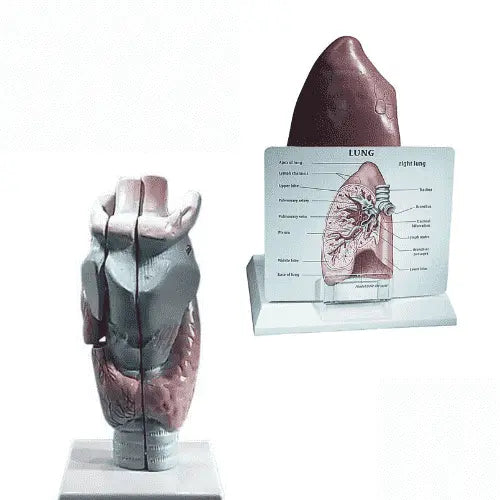 Human Biology Models | Lab Equipment | Consumables | Science Equip AU