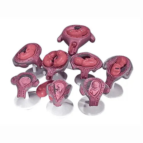 Human Biology Models | Lab Equipment | Consumables | Science Equip AU